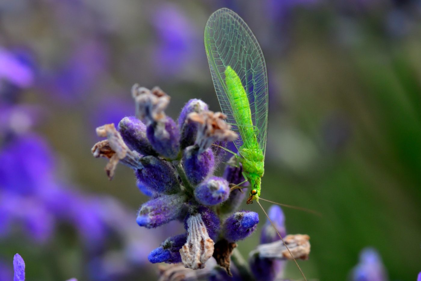 avoir-un-beau-jardin-naturel-grace-aux-insectes-auxiliaires-benefiques