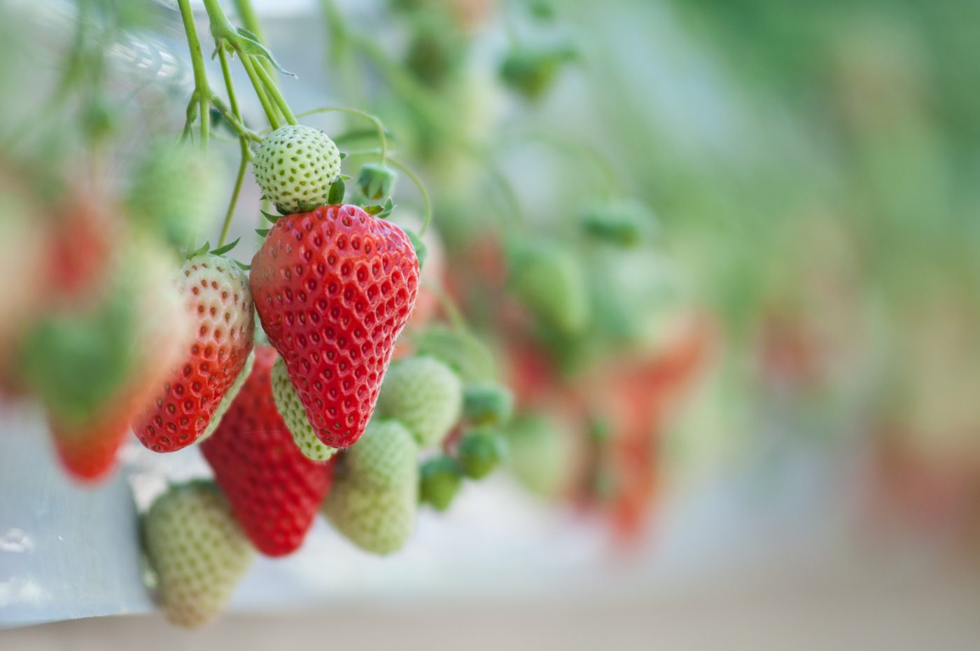 Tout savoir sur la culture des fraises en terre et en pot à la maison